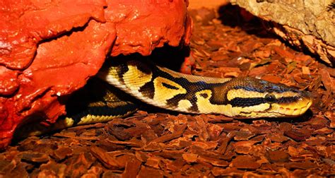 Image result for Ball Python Heat Vision