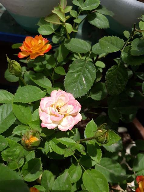 Image result for Color Changing Rose Bush