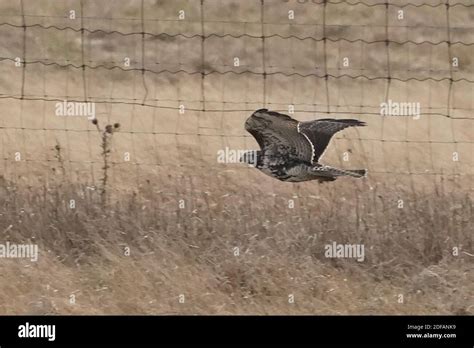 Image result for Hawk Attacking