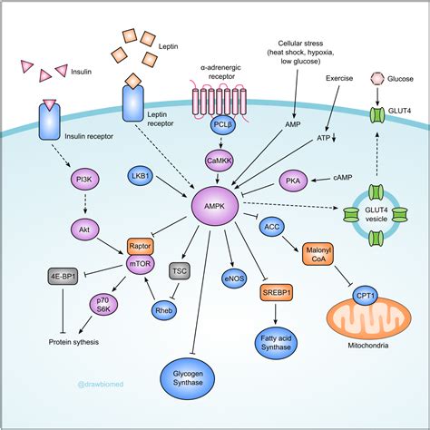 Image result for TLR Signaling Pathway