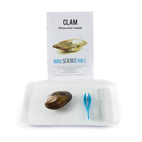 Image result for Clam Dissection