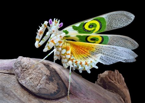Image result for Colorful Bugs Insects