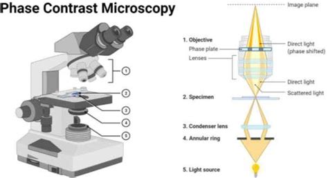 Image result for Microscope Crystal Compemnsator
