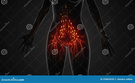 Image result for Female Lymphatic System