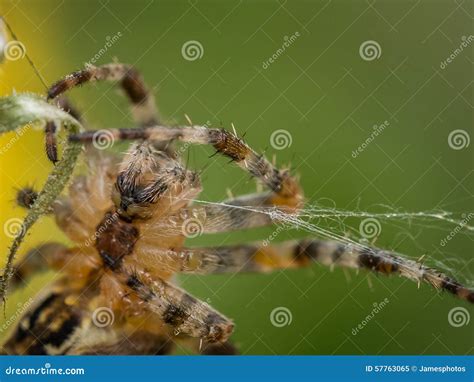 Image result for Time-Lapse Spider Making Web