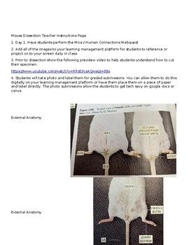 Image result for Mice Brain Dissection