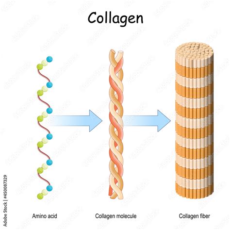 Image result for Collagen Structure