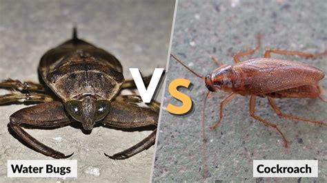 Image result for Water Bug vs Cockroach