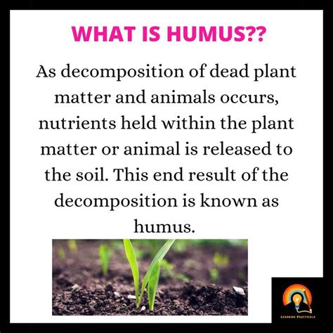 Image result for Humus Science