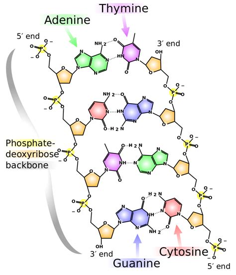 Image result for Nucleic Acid Chemical Structure