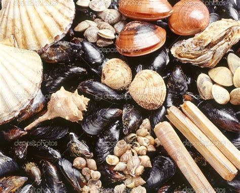 Image result for Shellfish Food