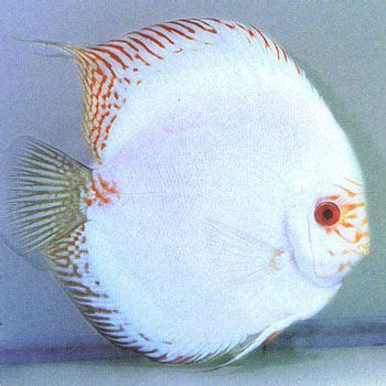 Image result for White Discus Fish