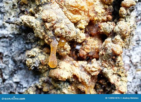 Image result for How to Clean Tree Resin