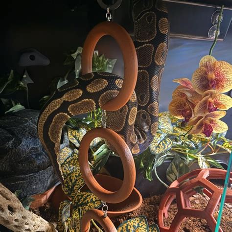 Image result for Ball Python Climbing Accessories