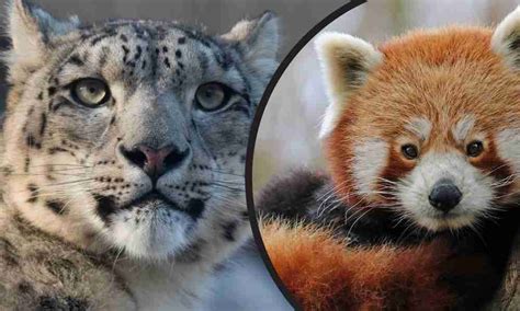 Image result for Snow Leopard Eating