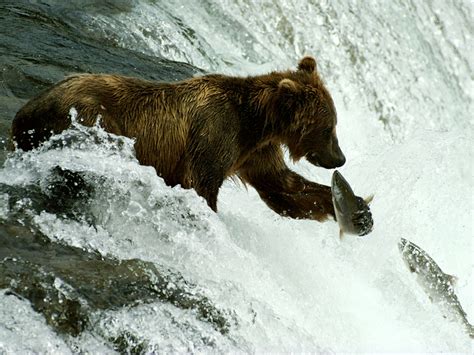 Image result for KidVision Real Animals