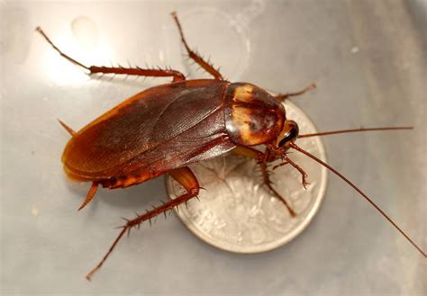 Image result for Big Cockroach