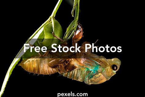 Image result for Example of Morphological Change