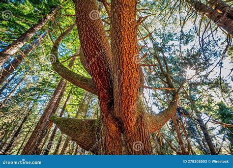 Image result for Multiple Tree Trunks