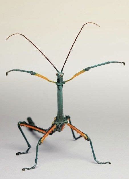 Image result for Cool Insects