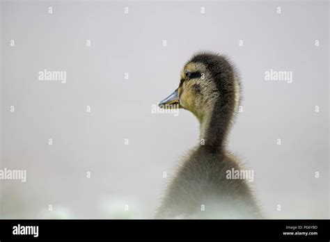 Image result for Duckling Front View