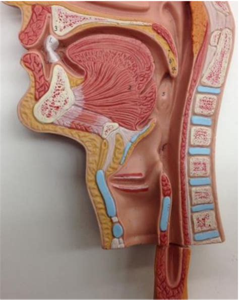 Image result for Side View 2