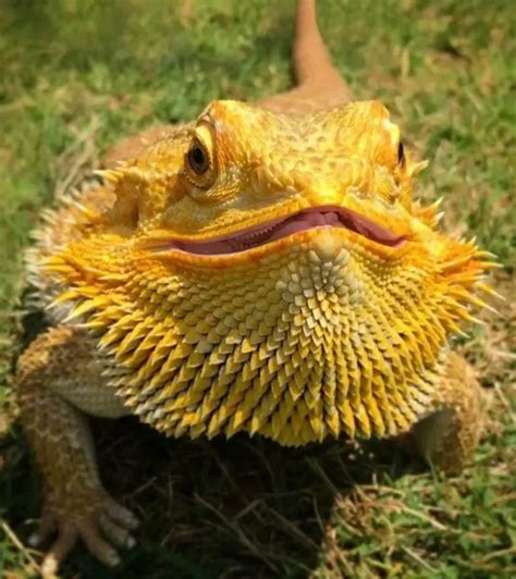 Image result for Small Lizards Types