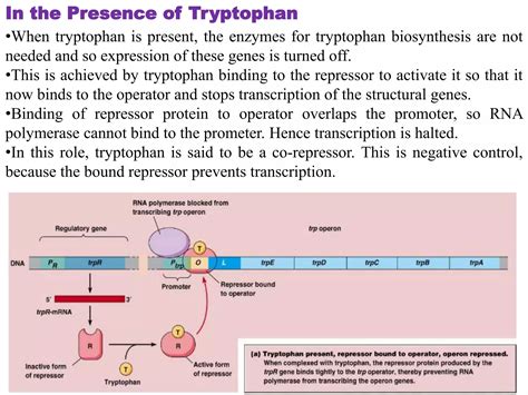 Image result for Operon Types