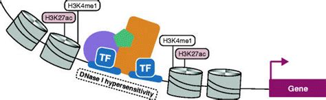 Model of enhancer function. Transcriptional enhancer elements are ...
