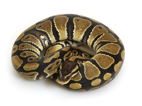 Image result for Regular Ball Python