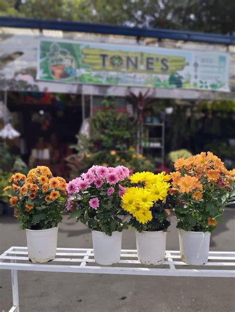 Image result for Planting Mums in Containers