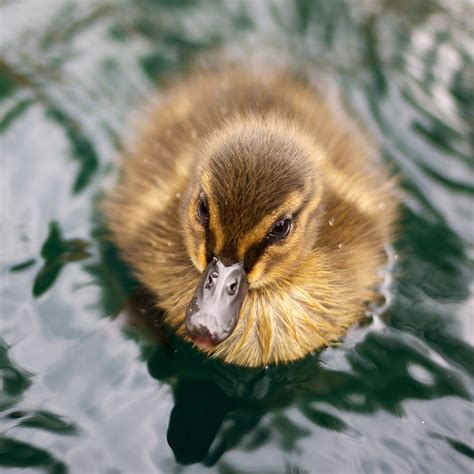 Image result for Spring Ducklings