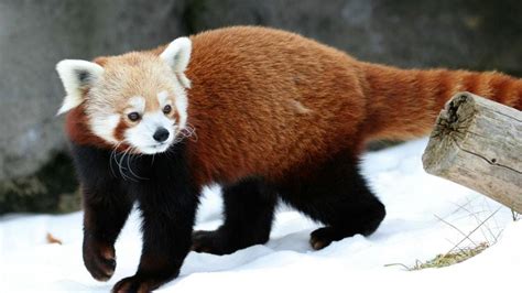 Image result for Red Panda Channel