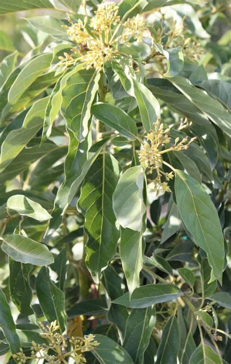 Image result for Self-Pollinating Avocado Tree
