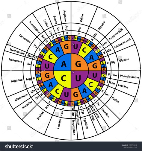 Image result for Amino Acid Codon Chart Tutorial
