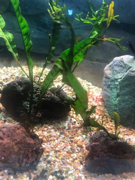 Image result for Java Fern Dying