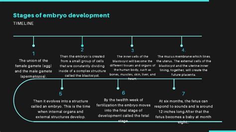 Timeline Embryo Development | PDF