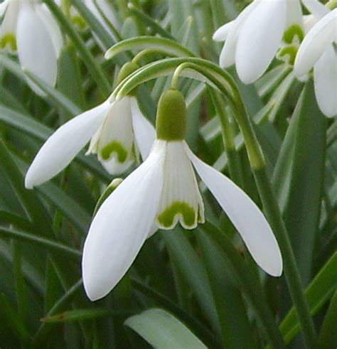 Image result for Snowdrop Early Spring Flowers