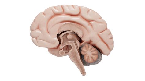 Image result for Human Brain Dissection