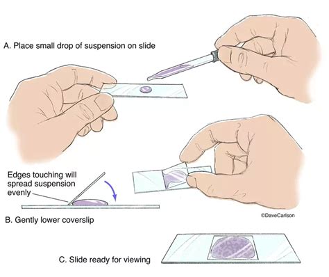 Image result for Preparing Simple Microscope Slides