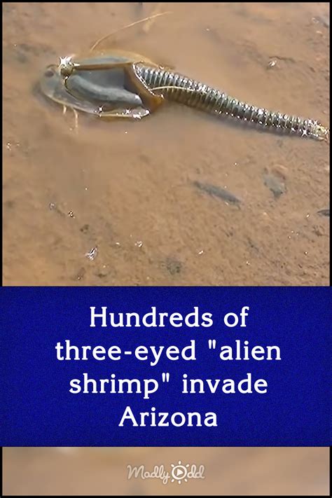 Image result for Alien Shrimp