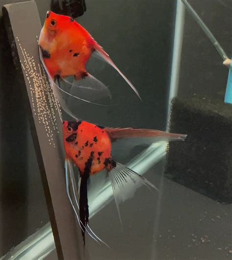 Image result for Angelfish Breeding