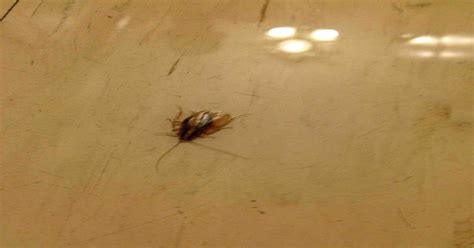 Image result for Cockroach Ontario