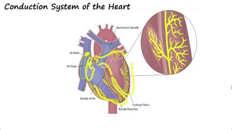 Image result for Cardiac Internodal Pathways