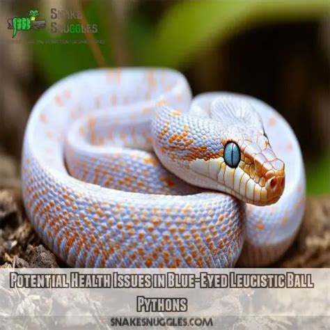 Image result for Lesser Ball Python Blue Eyes