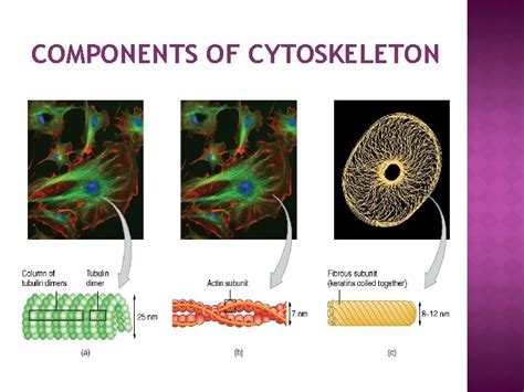 Image result for Cytoskeleton Function