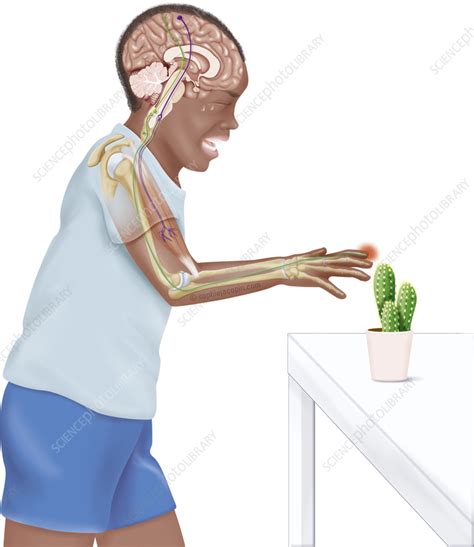 Image result for Reflex Animation