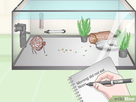 Image result for Discus Step by Step