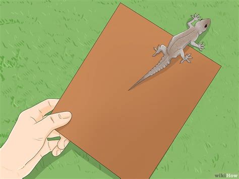 Image result for How to Catch a Lizard
