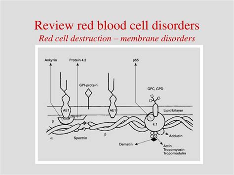 Image result for Disorders of Red Cells Made Simple